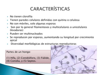 Morfología microscópica y macroscópica de los hongos | PPTX