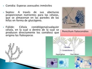 Morfología microscópica y macroscópica de los hongos | PPTX