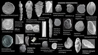Microfauna of the Miocene Deposits in South Caspian_final versionof ...