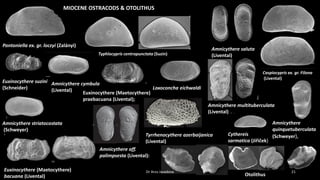 Microfauna of the Miocene Deposits in South Caspian_final versionof ...