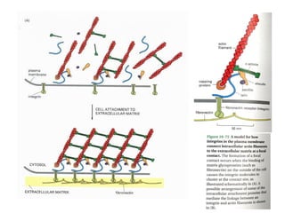 Microfilaments cytoskeleton | PPT