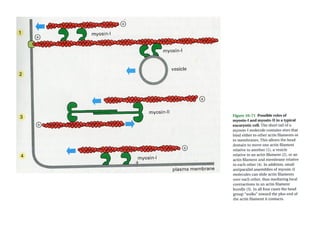 Microfilaments cytoskeleton | PPT