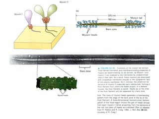 Microfilaments cytoskeleton | PPT