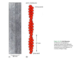 Microfilaments cytoskeleton | PPT