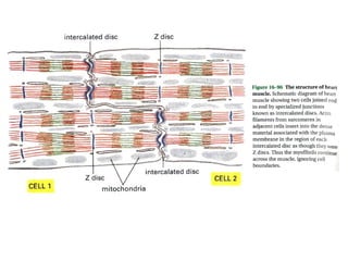 Microfilaments cytoskeleton | PPT