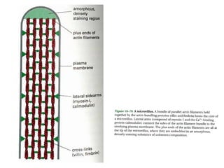 Microfilaments cytoskeleton | PPT