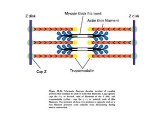 Microfilaments cytoskeleton | PPT