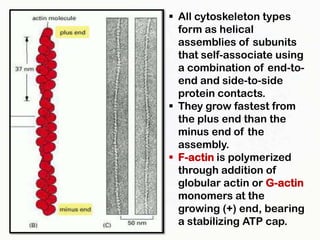 Microfilaments and intermediate filaments | PPTX