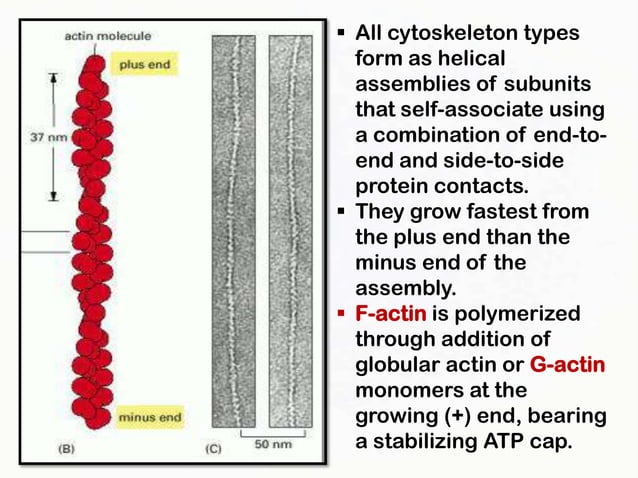 Microfilaments and intermediate filaments | PPTX