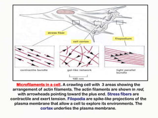 Microfilaments and intermediate filaments | PPTX