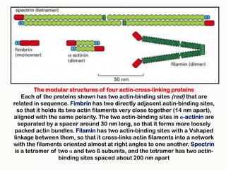 Microfilaments and intermediate filaments | PPTX
