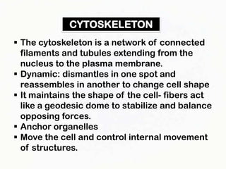 Microfilaments and intermediate filaments | PPTX