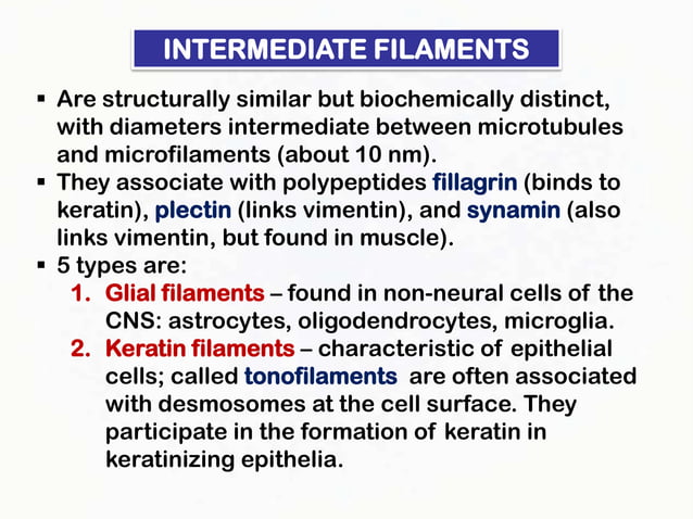 Microfilaments and intermediate filaments | PPTX