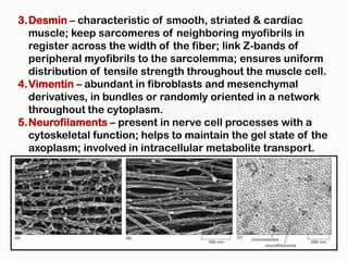 Microfilaments and intermediate filaments | PPTX