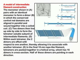 Microfilaments and intermediate filaments | PPTX