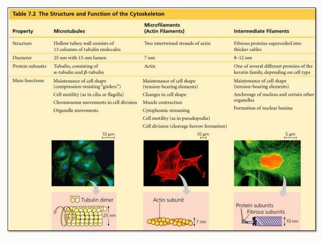 Microfilaments and intermediate filaments | PPTX