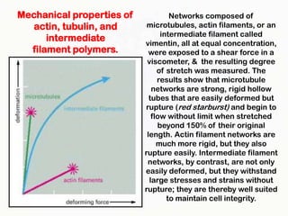 Microfilaments and intermediate filaments | PPTX