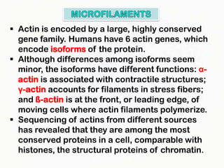 Microfilaments and intermediate filaments | PPTX