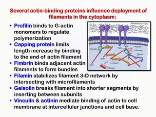 Microfilaments Diagram
