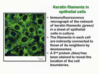 Microfilaments and intermediate filaments | PPTX