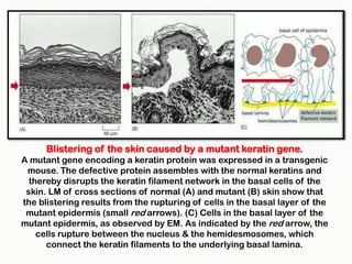 Microfilaments and intermediate filaments | PPTX