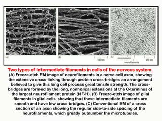 Microfilaments and intermediate filaments | PPTX