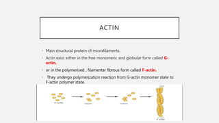 microfilaments and intermediate filaments.pptx