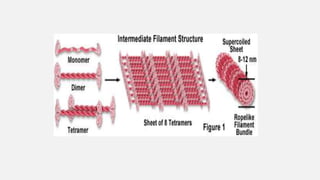microfilaments and intermediate filaments.pptx