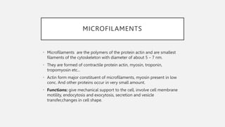microfilaments and intermediate filaments.pptx