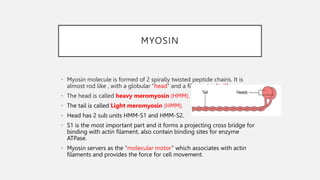 microfilaments and intermediate filaments.pptx