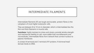 microfilaments and intermediate filaments.pptx