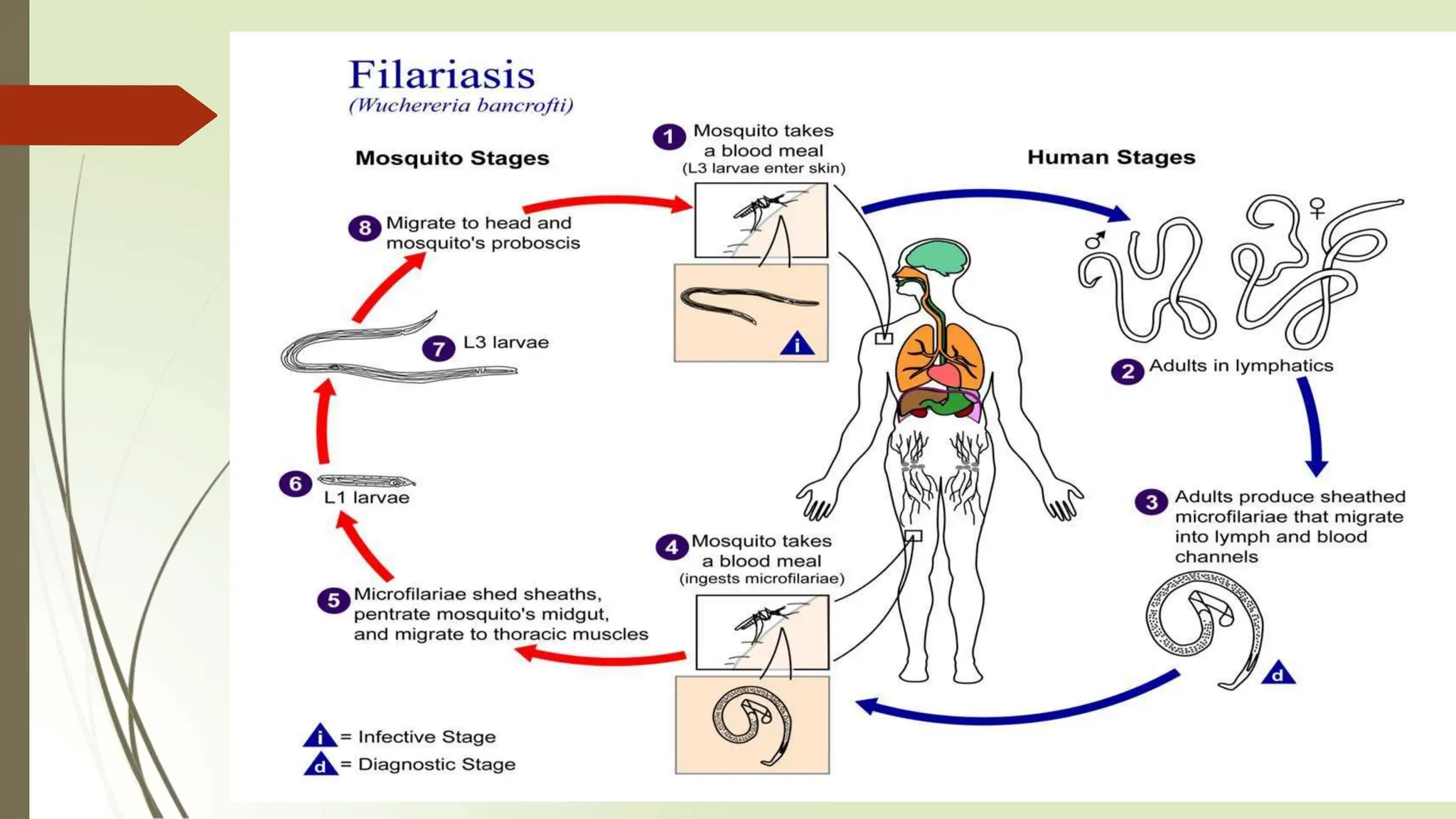 microfilariae-170105004034.pptx microrganism | PPTX