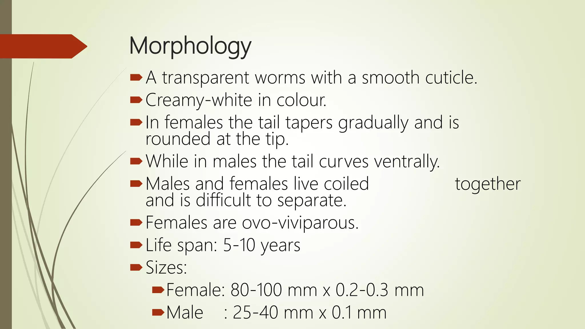 Microfilariae (Wuchereria Bancrofti) | PPTX
