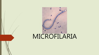 Microfilariae (Wuchereria Bancrofti) | PPTX