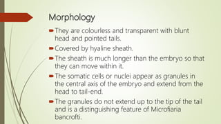Microfilariae (Wuchereria Bancrofti) | PPTX