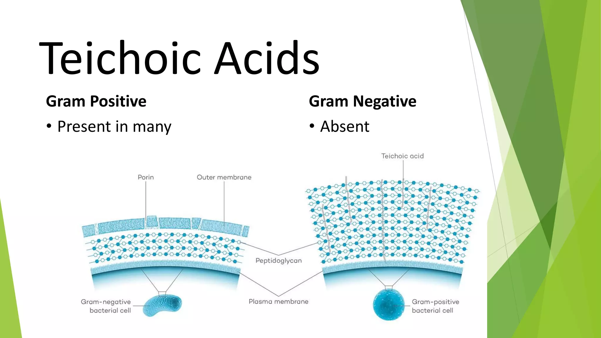Difference between Gram Positive and Gram Negative Bacteria | PPTX