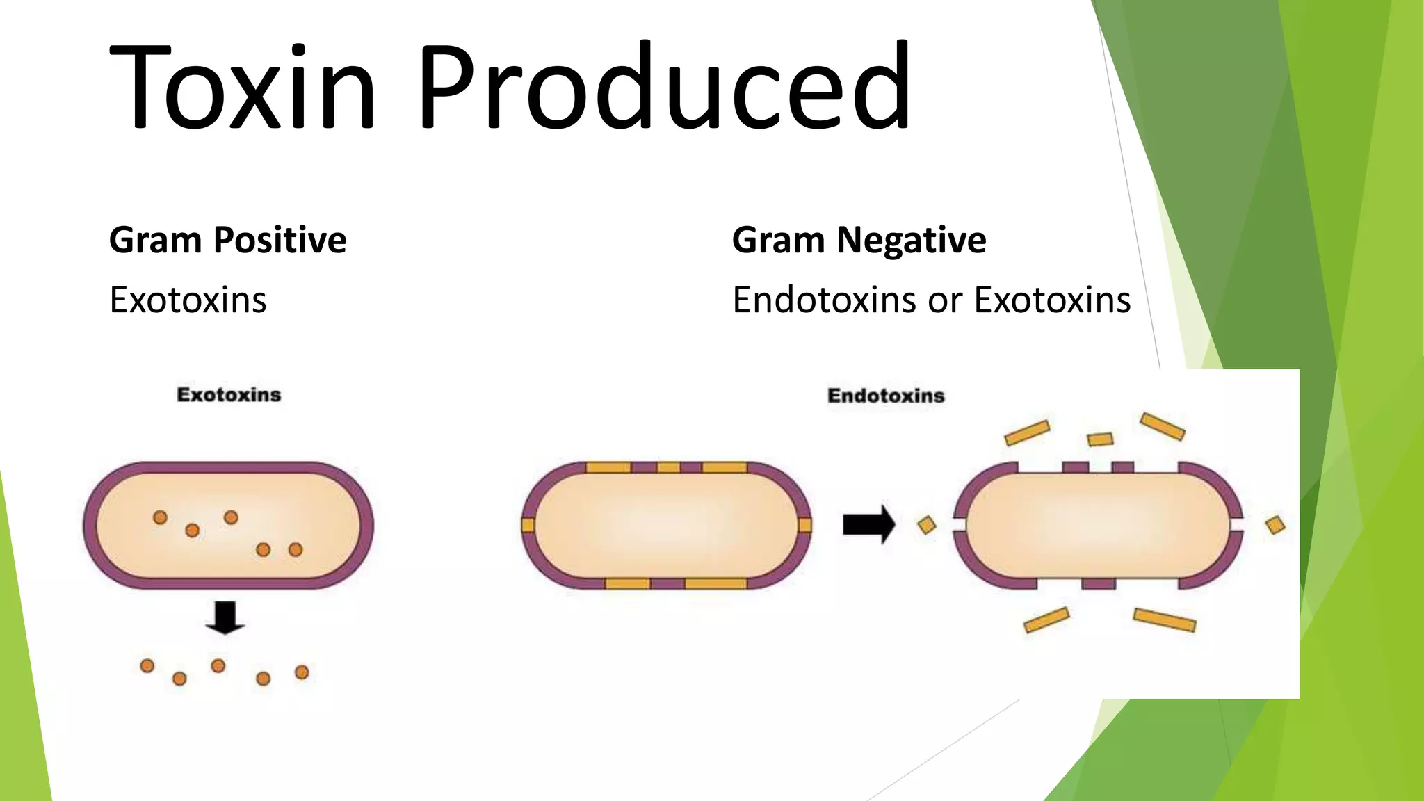 Difference between Gram Positive and Gram Negative Bacteria | PPTX