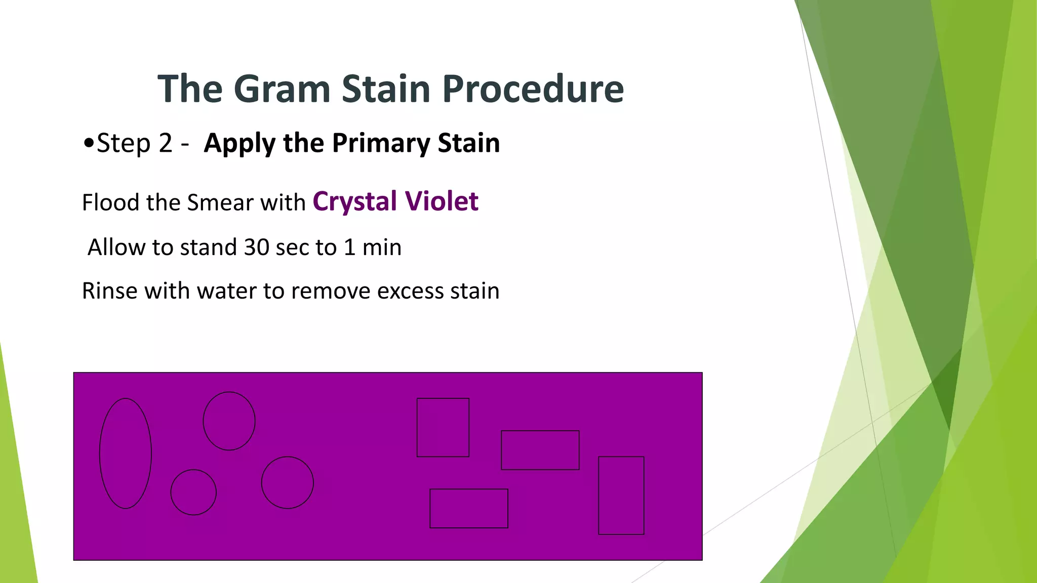 Difference between Gram Positive and Gram Negative Bacteria | PPTX