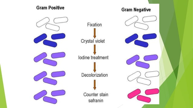 Difference between Gram Positive and Gram Negative Bacteria | PPTX ...