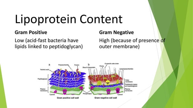 Difference between Gram Positive and Gram Negative Bacteria | PPTX ...