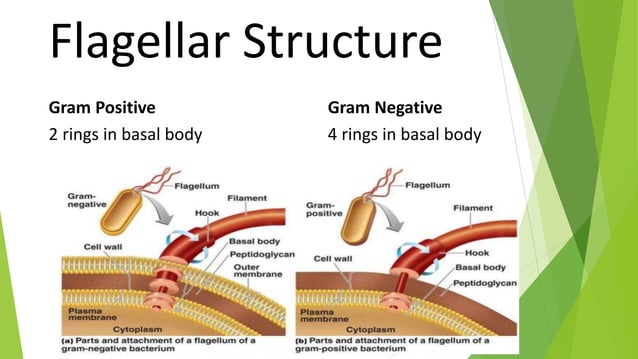 Difference between Gram Positive and Gram Negative Bacteria | PPTX ...