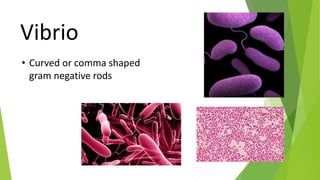 Difference between Gram Positive and Gram Negative Bacteria | PPTX