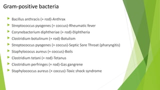 Difference between Gram Positive and Gram Negative Bacteria | PPTX