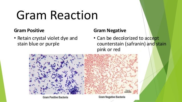 Difference between Gram Positive and Gram Negative Bacteria
