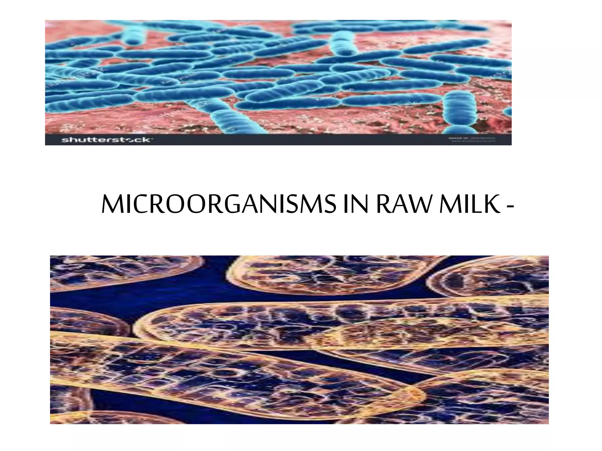 Microflora of raw milk, sources of milk contamination and their control ...