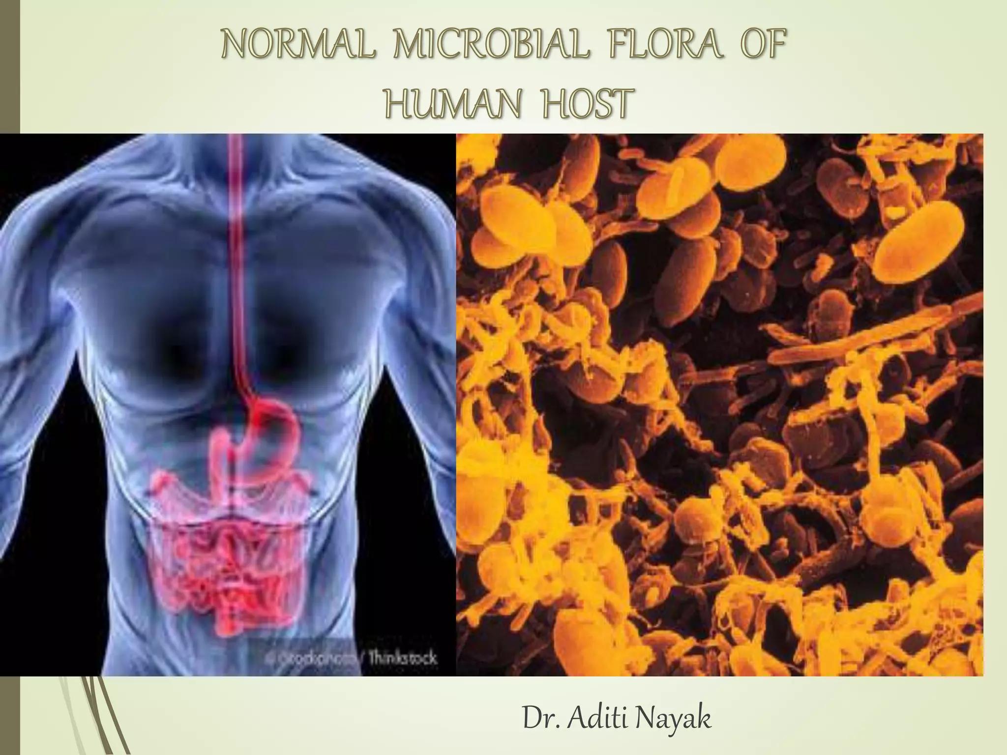 Microflora upto respiratory tract.pptx