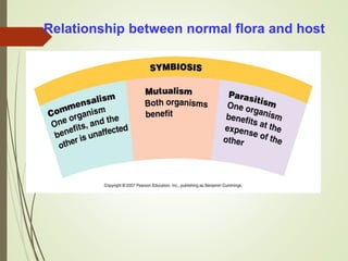 Microflora upto respiratory tract.pptx
