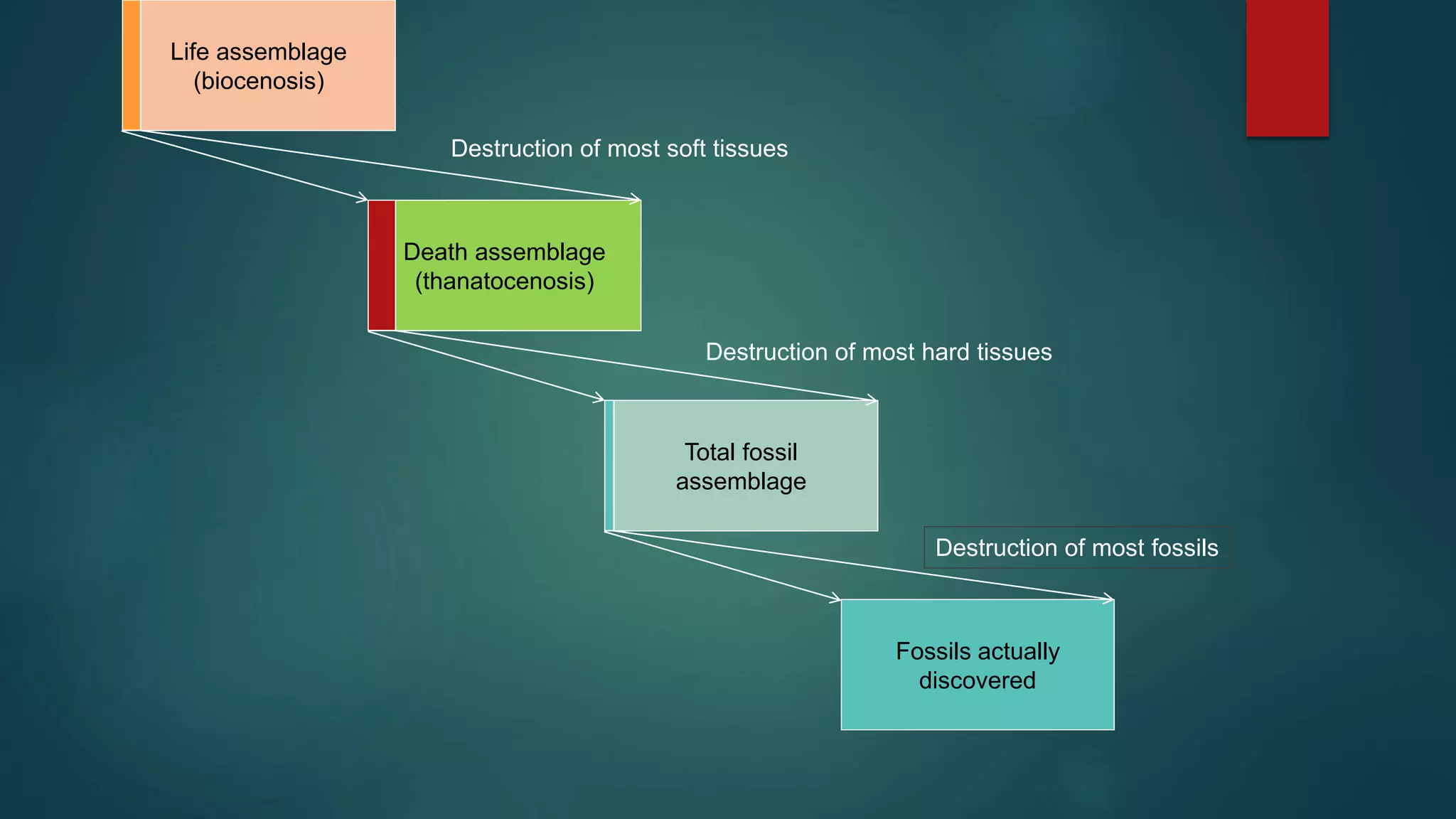 Micro fossils | PPTX