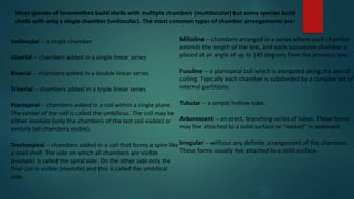 Micro fossils | PPTX