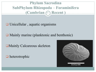 Difference of micro fossils and trace fossil | PPT